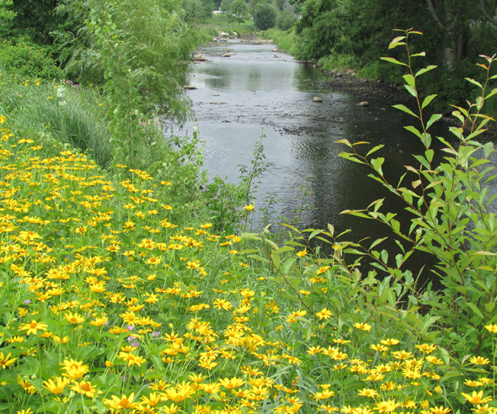 The Park - Mill River Park Collaborative